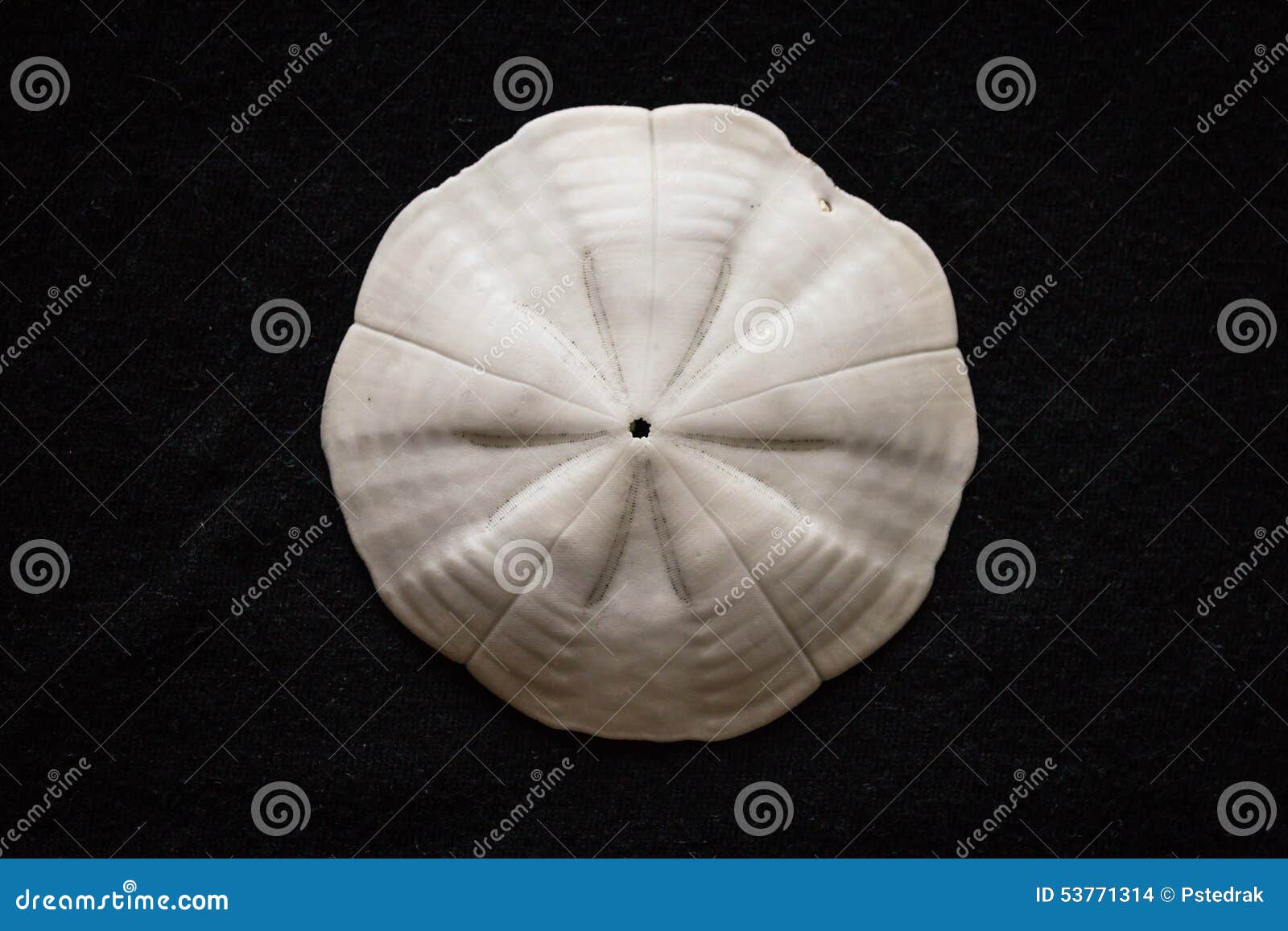 Sand dollar shell stock photo. Image of cookie, sand - 53771314
