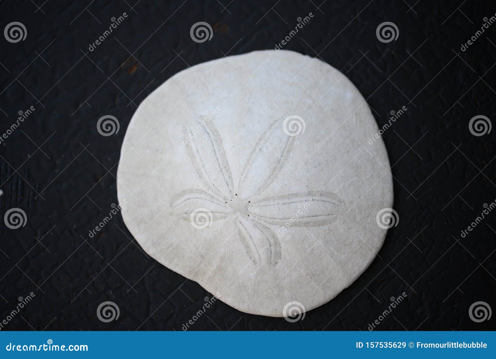 Sand dollar shell on black stock image. Image of ocean - 157535629
