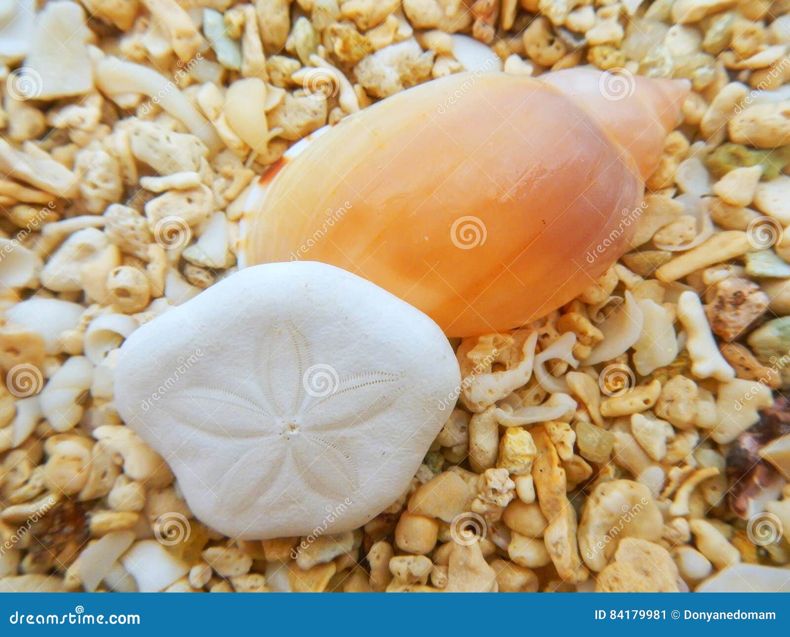 Sand Dollar and Shell Lying on the Beach Stock Image - Image of asian ...