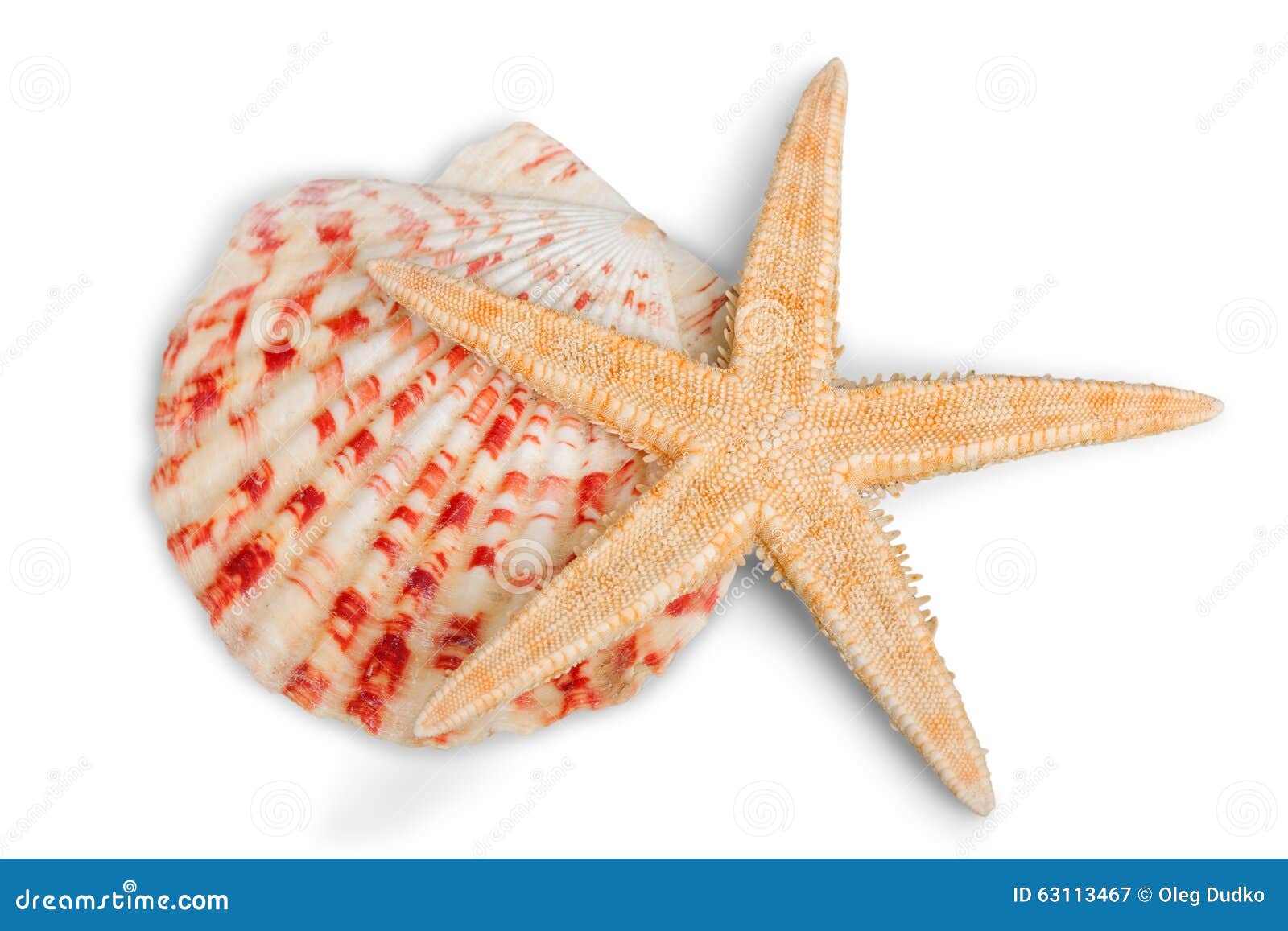 Sand Dollar stock image. Image of shape, fish, beach - 63113467