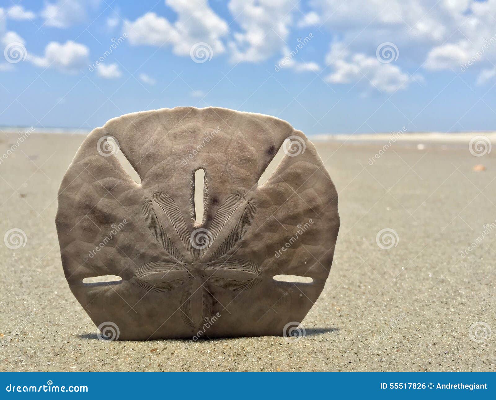 Sand Dollar Upright on Beach Stock Photo - Image of beach, stands: 55517826