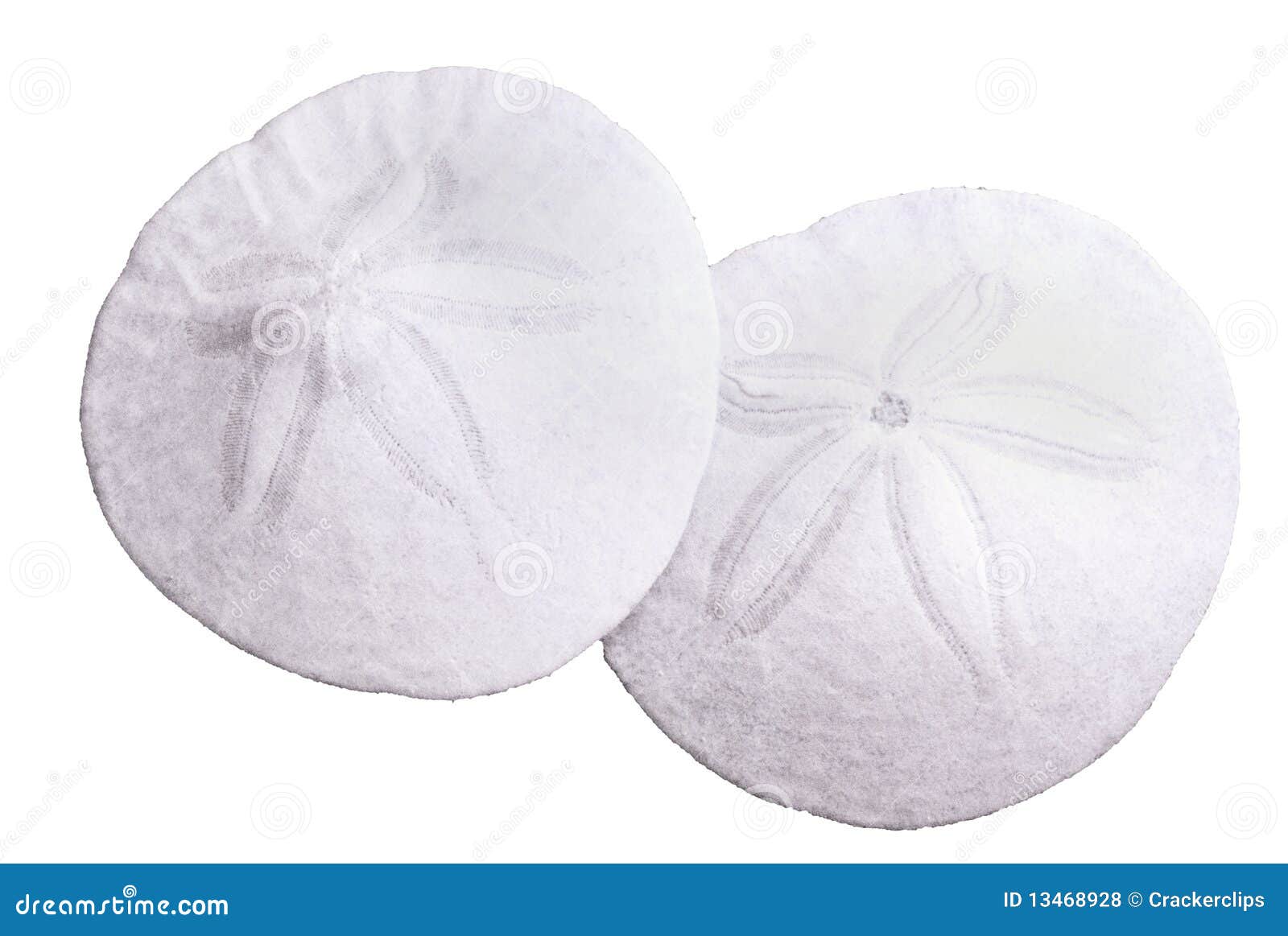 Sand Dollars stock photo. Image of sand, nature, object - 13468928
