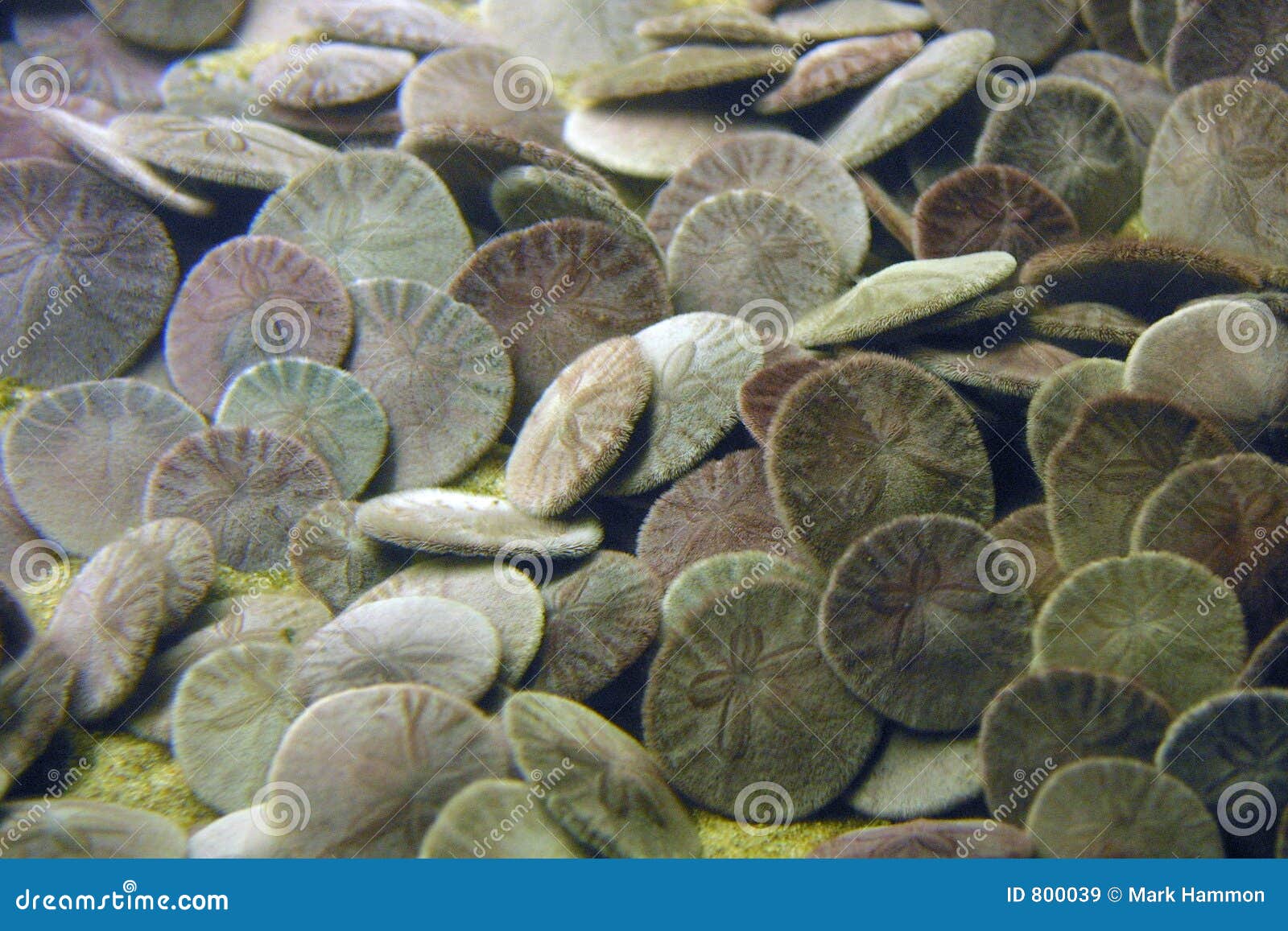 Sand Dollars on Ocean Floor Stock Image - Image of detail, exoskeleton ...