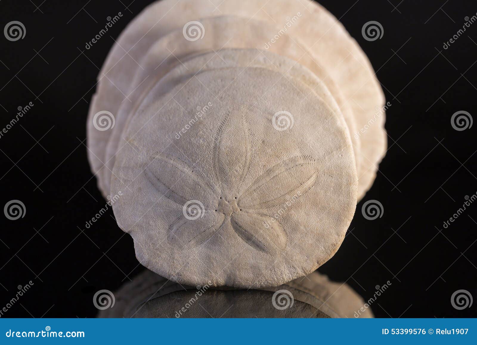 Sand dollars stock photo. Image of dollar, backdrop, white - 53399576