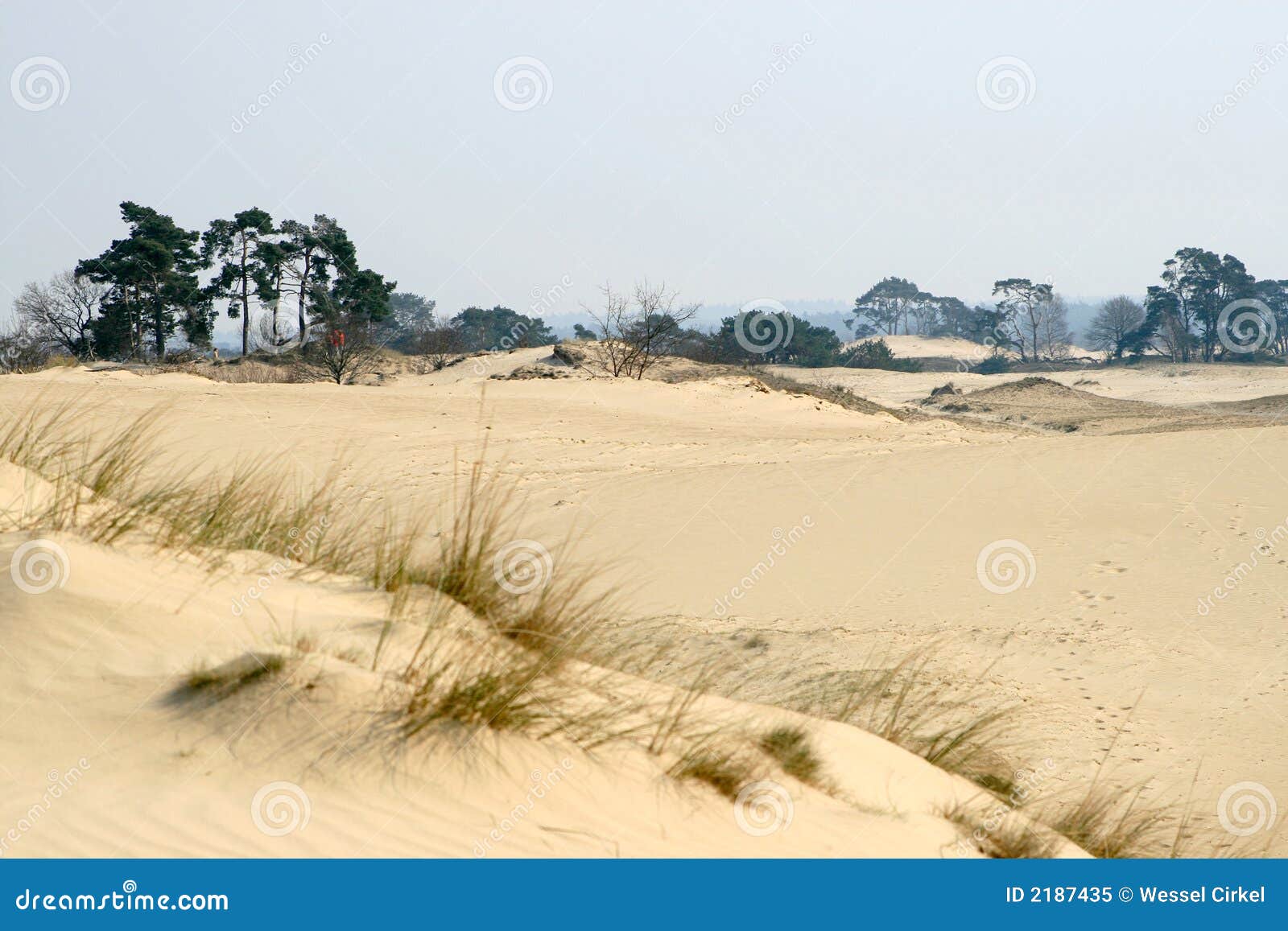 Sand-drift, Trees and Grass Stock Image - Image of extent, gritty: 2187435