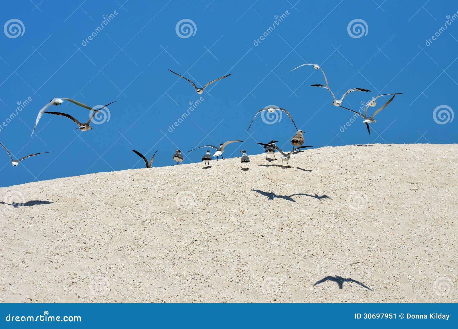 Sand dune and birds stock image. Image of flying, dune - 30697951