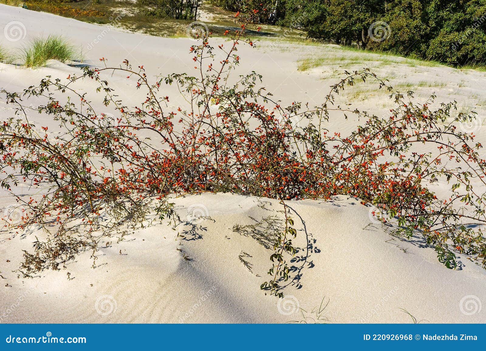 Sand Dune. a Briar on the Sand. Rosehip Bushes on the Seashore Stock ...