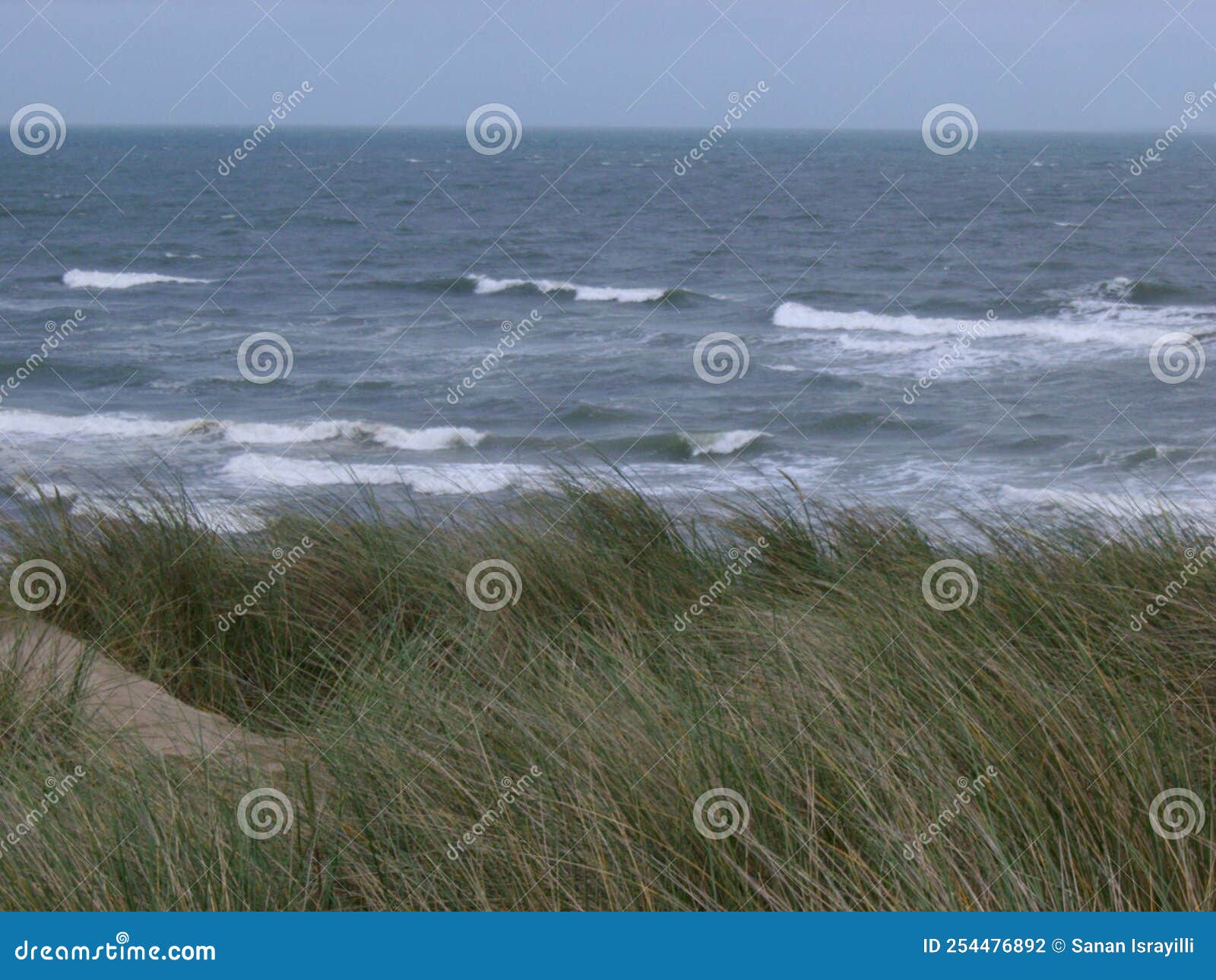 Coastal Sand Dunes, Wind Swept Dune Grasses Stock Photo - Image of ...