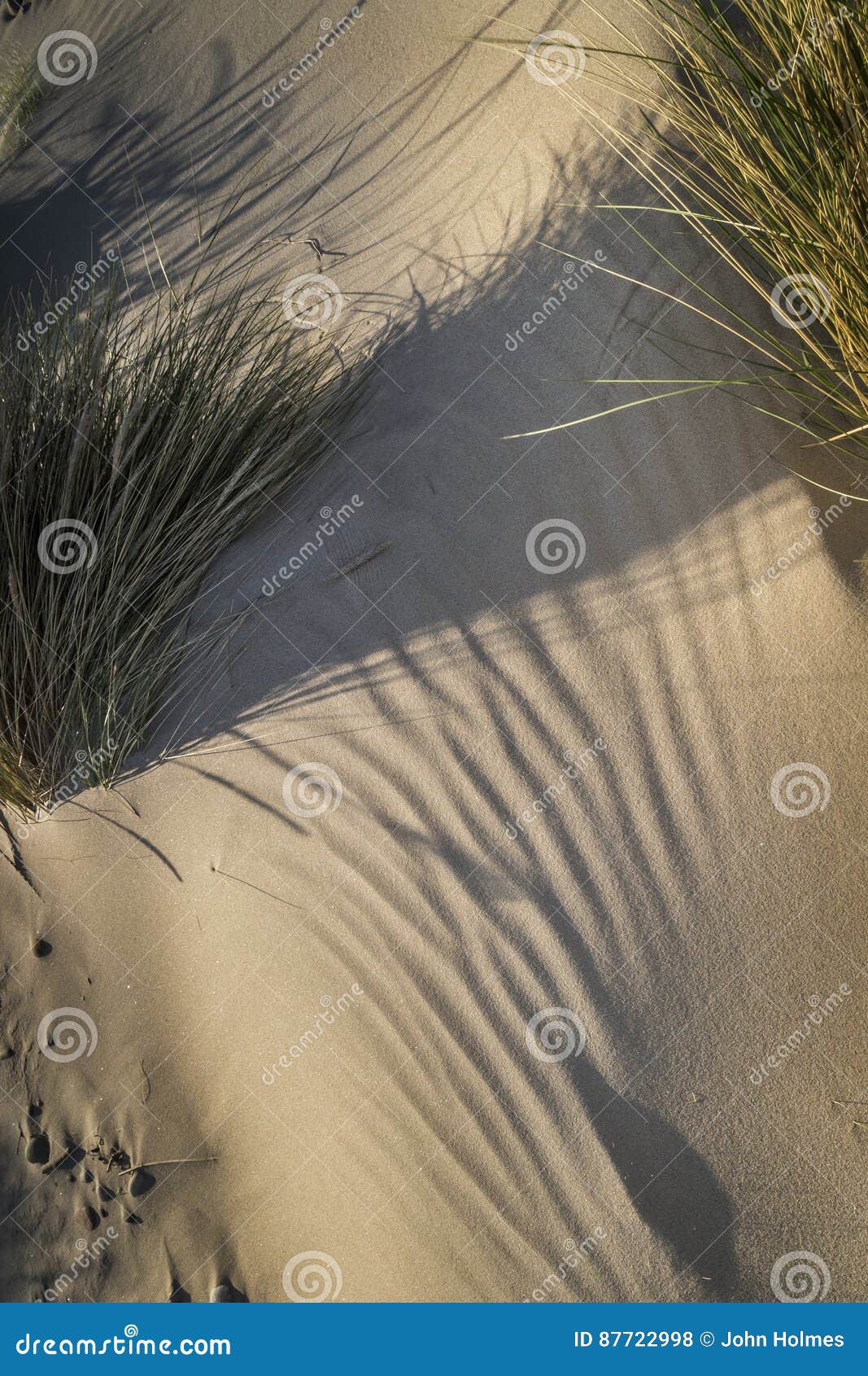 Sand Dune at Culbin on the Moray Coast in Scotland. Stock Photo - Image ...
