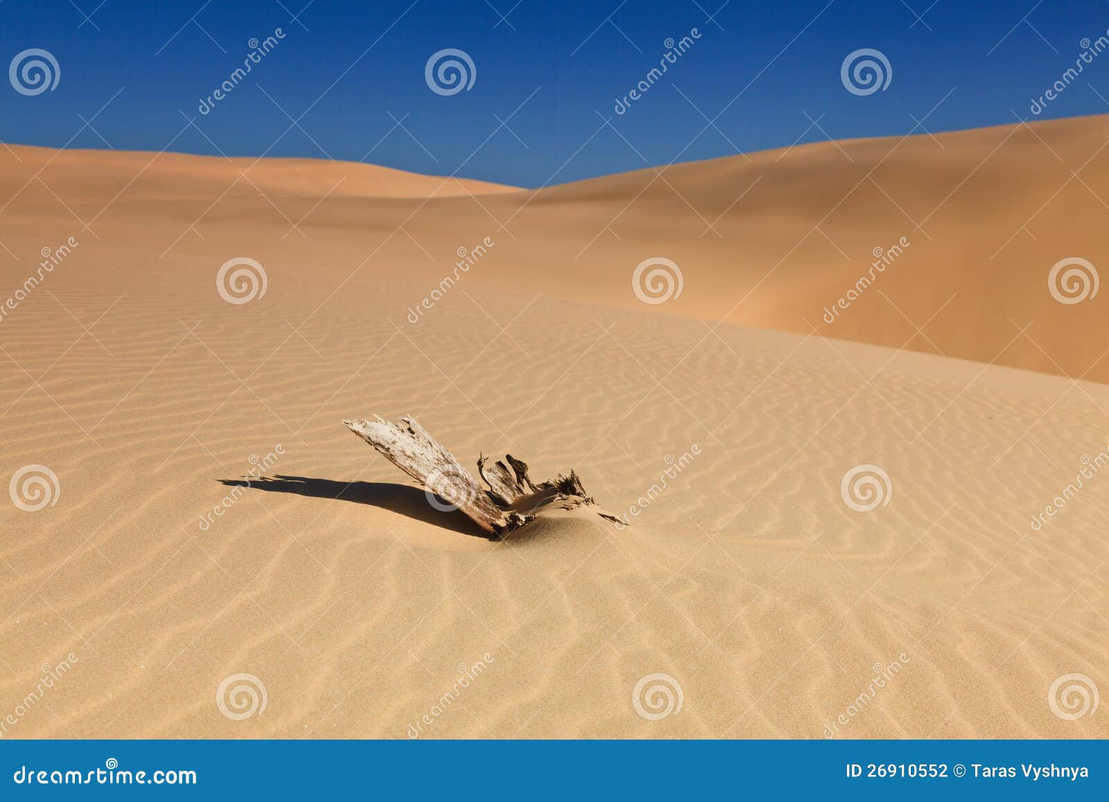 Sand Dune Dead wood stock photo. Image of scenics, tourism - 26910552