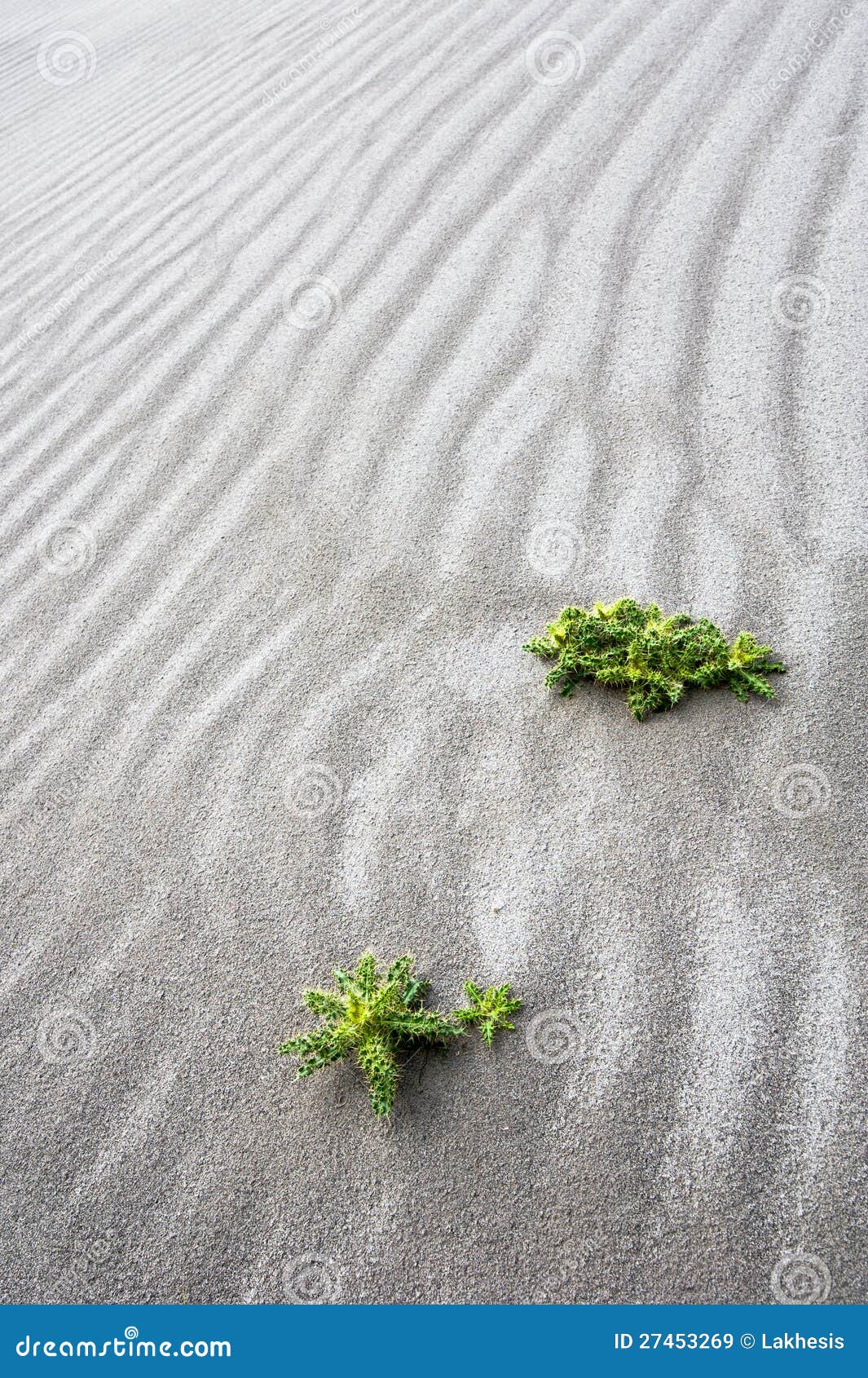 Sand Dune In Desert With Growing Cactus Stock Image - Image of nature ...