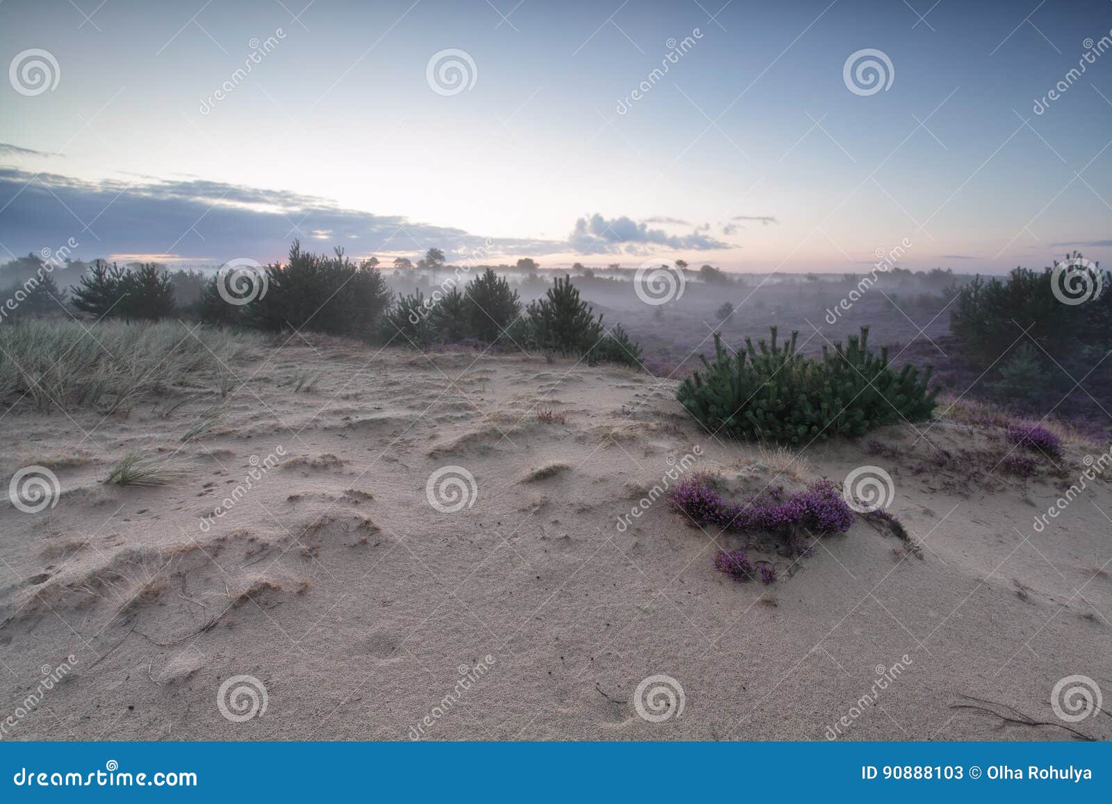 Sand Dune and Flowering Heather Stock Image - Image of dutch, blossom ...