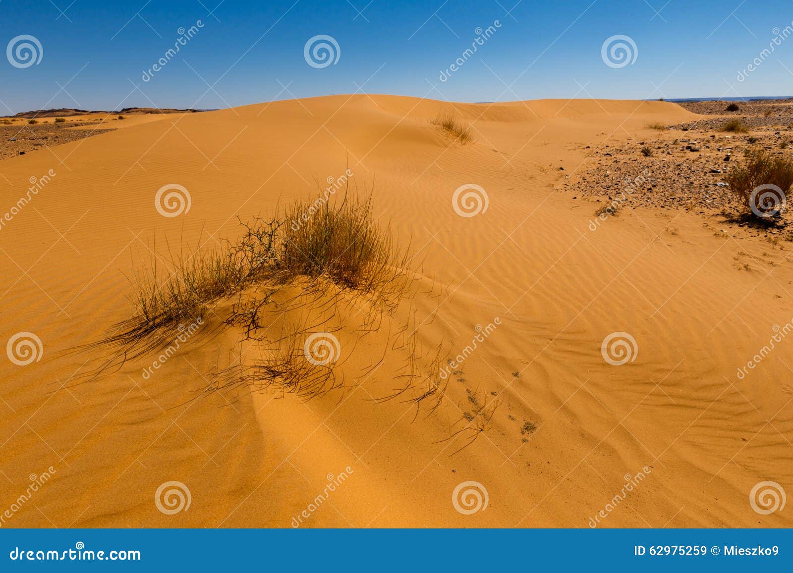 Sand dune with grass stock image. Image of dune, summer - 62975259