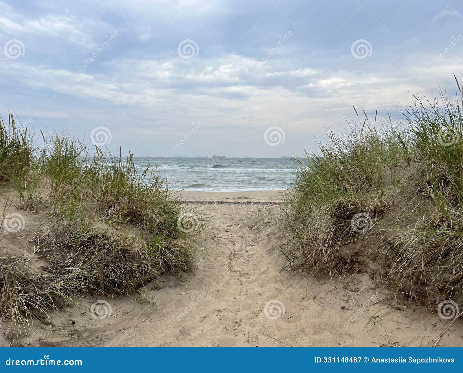 Sand Dune with Marram Grass on the Seashore, Skagen Beach, Denmark ...