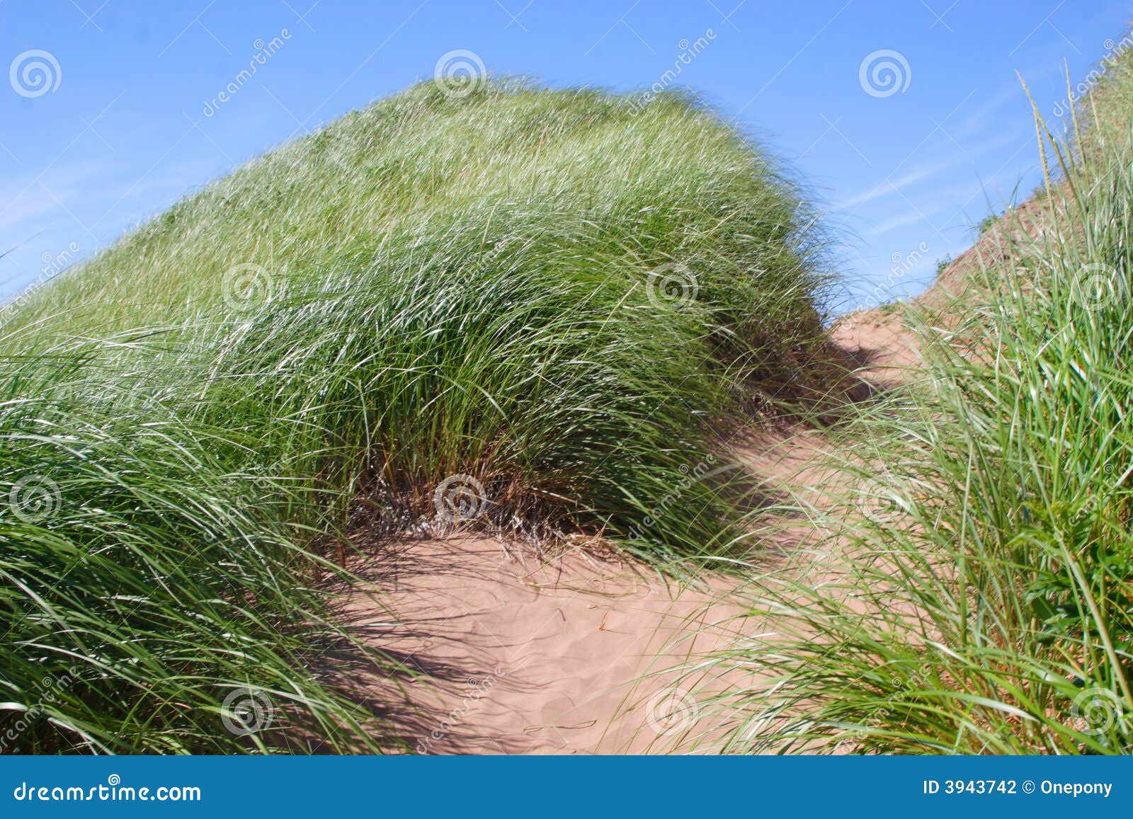 Sand Dune Path stock photo. Image of sand, seabank, beauty - 3943742