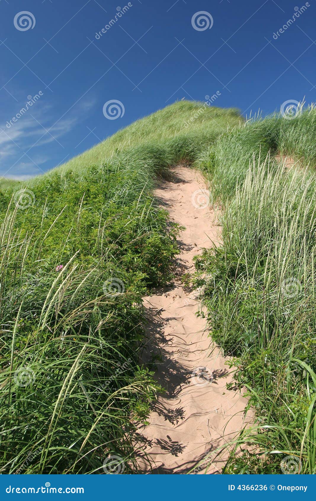 Sand Dune Path stock photo. Image of canada, skies, shadow - 4366236