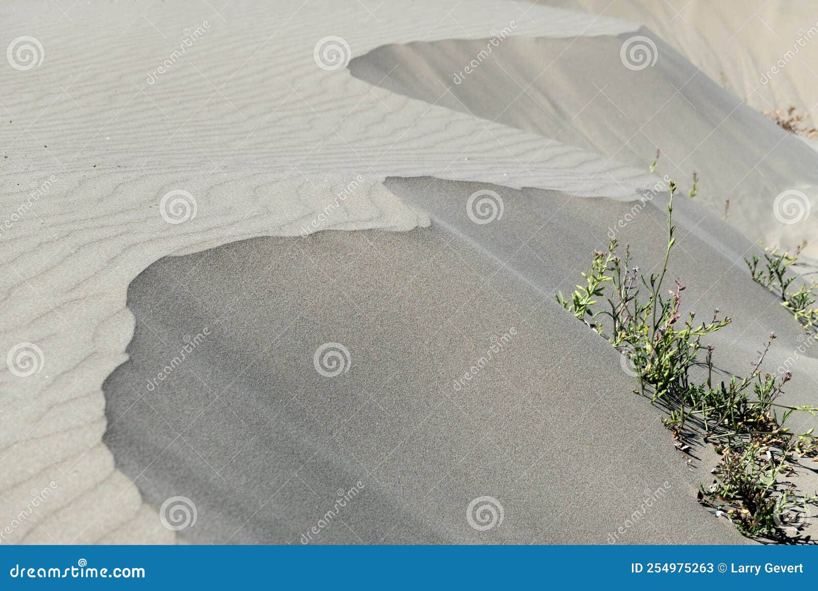 Sand dune patterns stock image. Image of gold, desert - 254975263