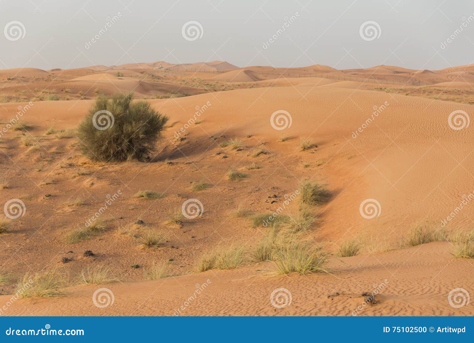 Sand Dune with Shrub and Wind Trace Texture at Dubai Stock Photo ...