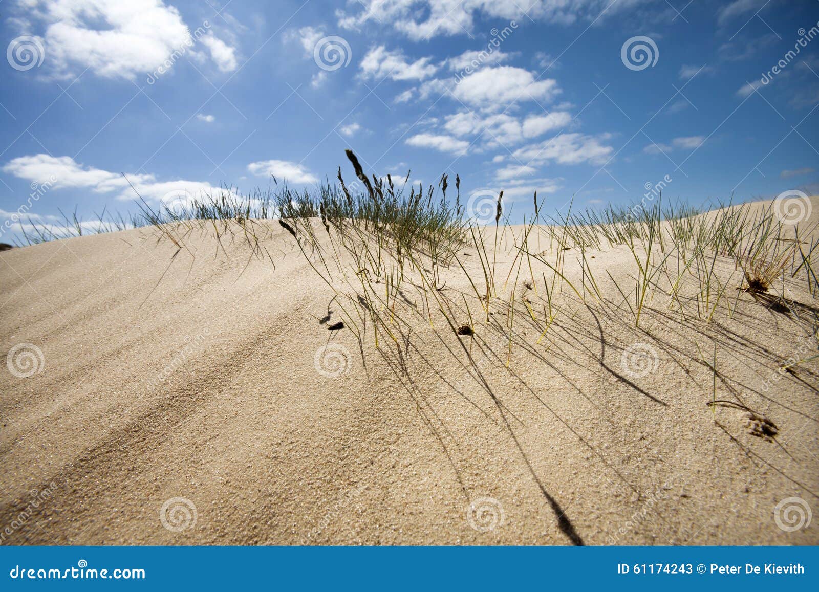 Sand dune with some grass stock image. Image of copy - 61174243