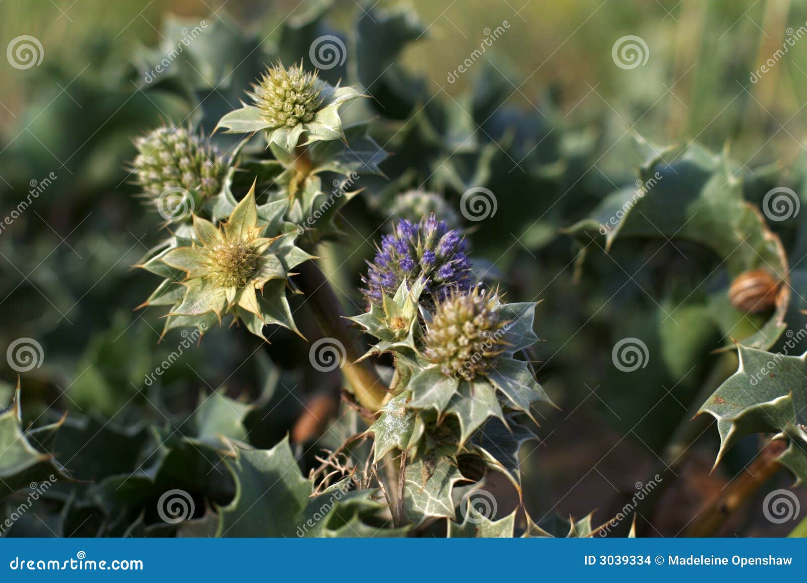 Sand Dune Thistle stock photo. Image of preventing, environmental - 3039334