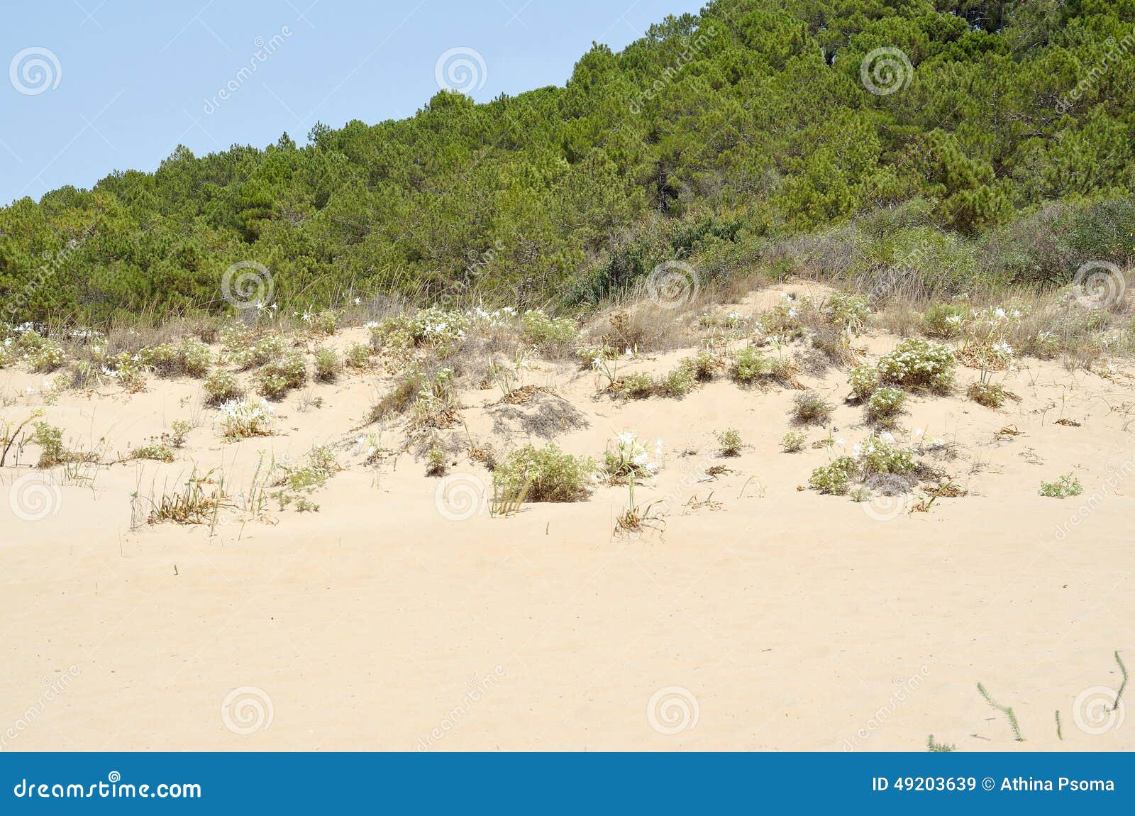 Dune Vegetation Wharariki Beach, South Island, New Zealand Stock Image ...