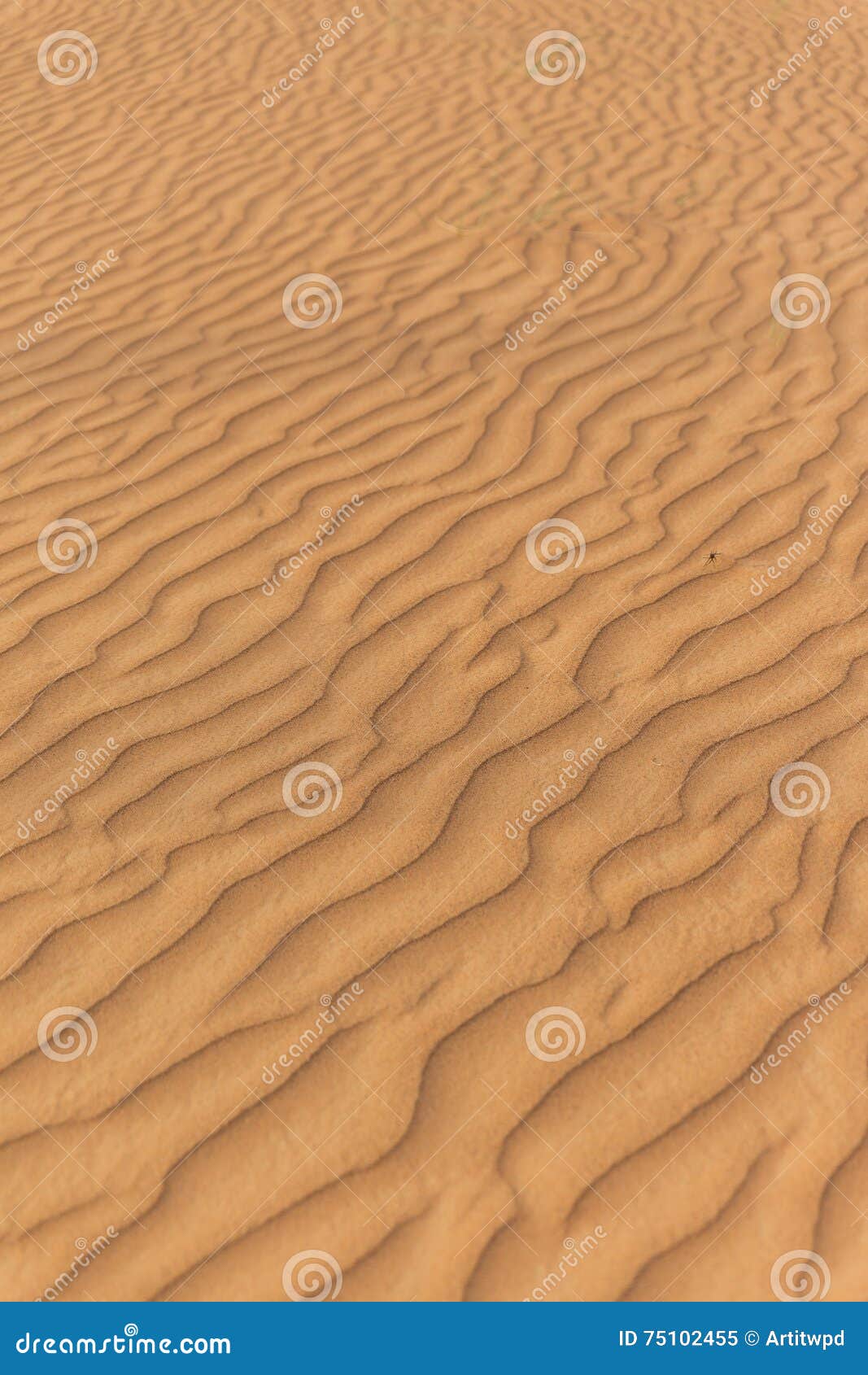 Sand Dune with Wind Trace Texture at Dubai Stock Image - Image of drive ...