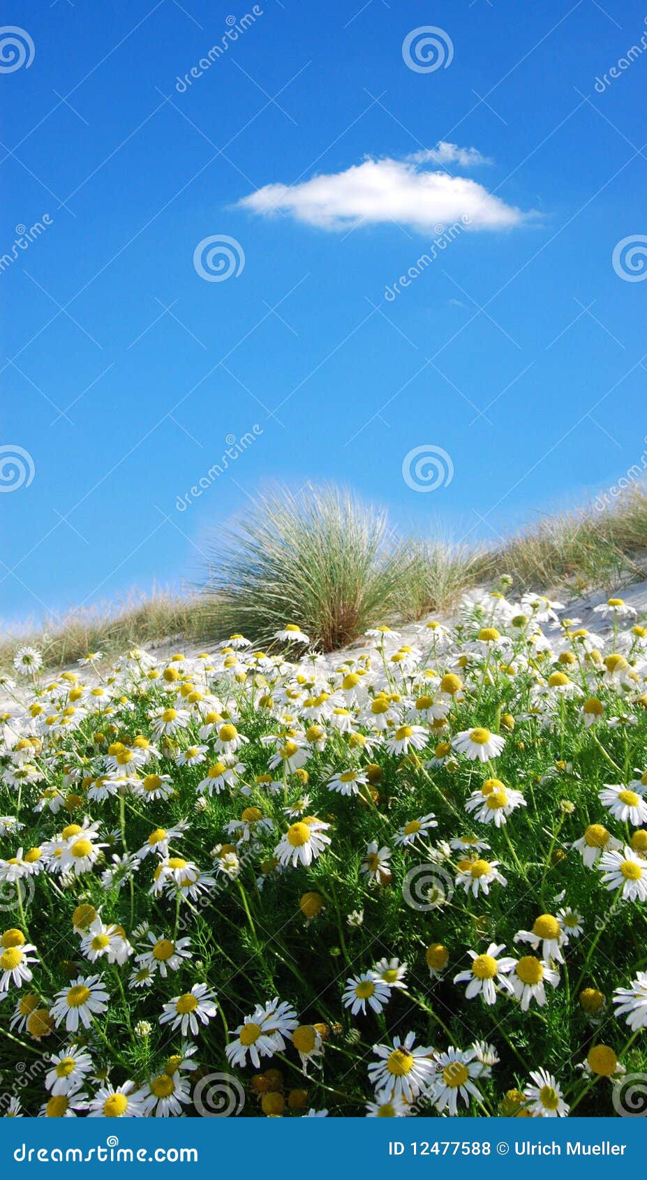 Sand dunes stock photo. Image of dune, flower, blossom - 12477588