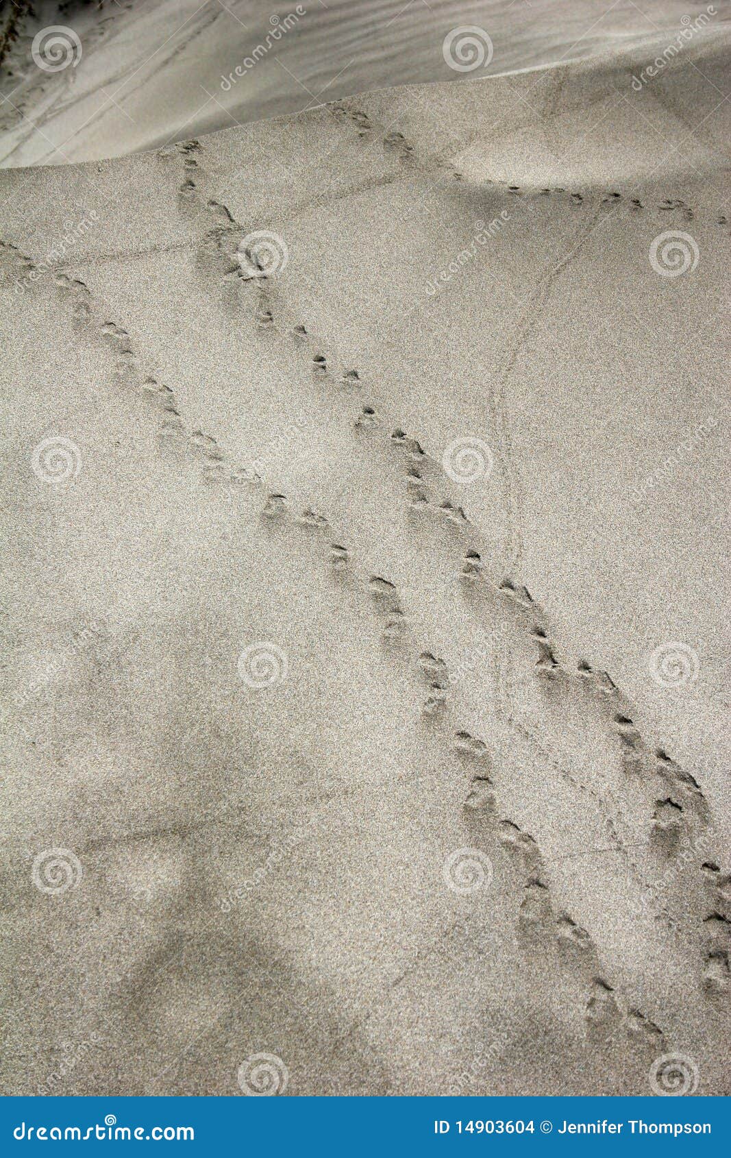 Sand dunes stock photo. Image of ripple, pattern, track - 14903604