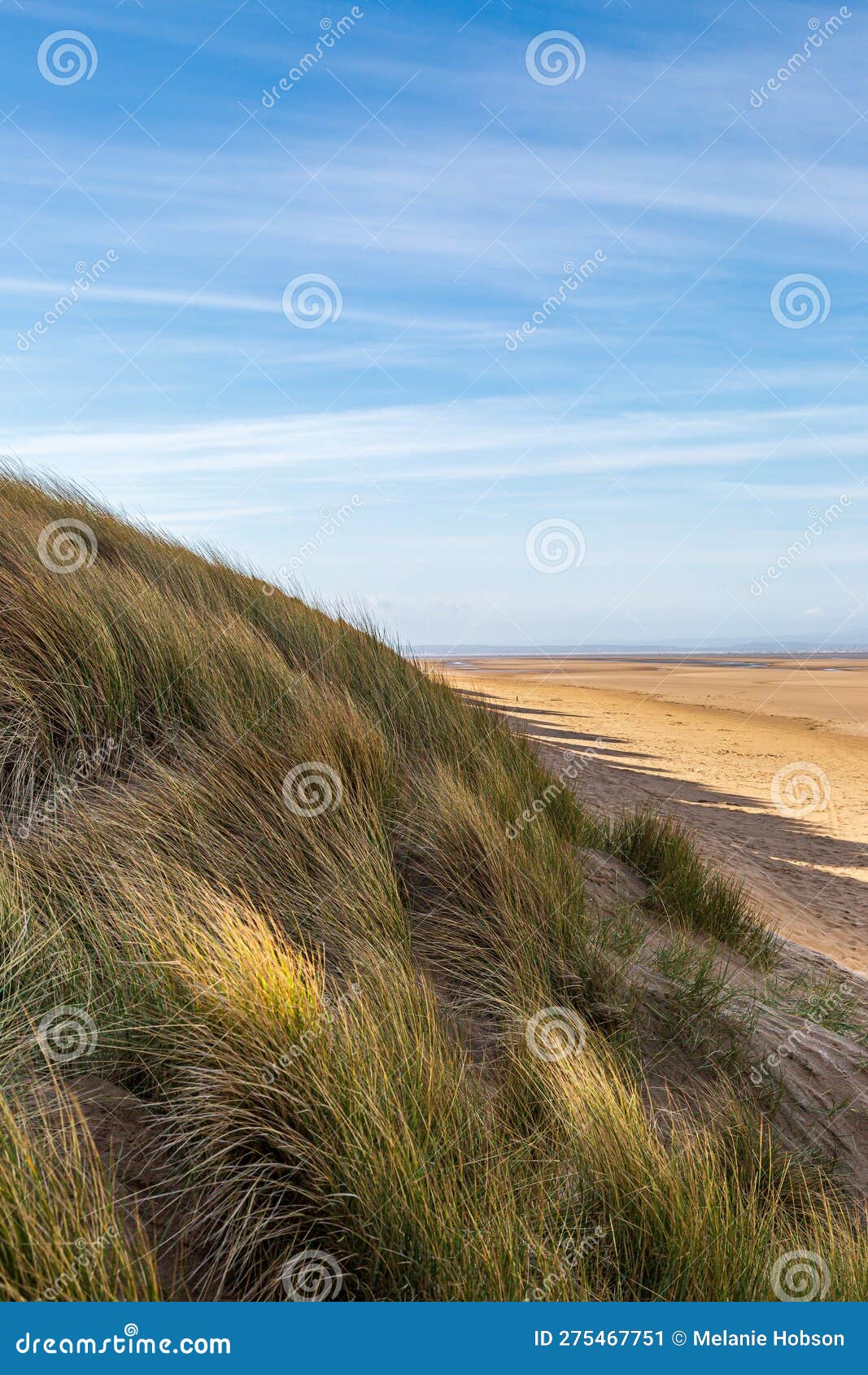 Marram Grass Covered Sand Dunes and the Vast Sandy Beach, at Formby on ...
