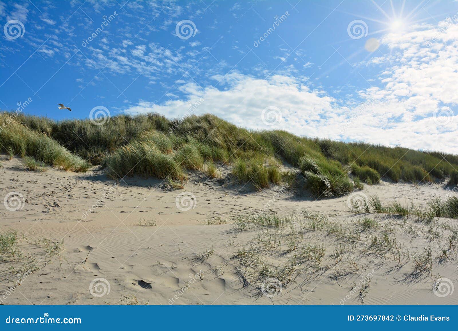 Sand Dunes With Beach Grass At The North Sea With Blue Sky Sun And A