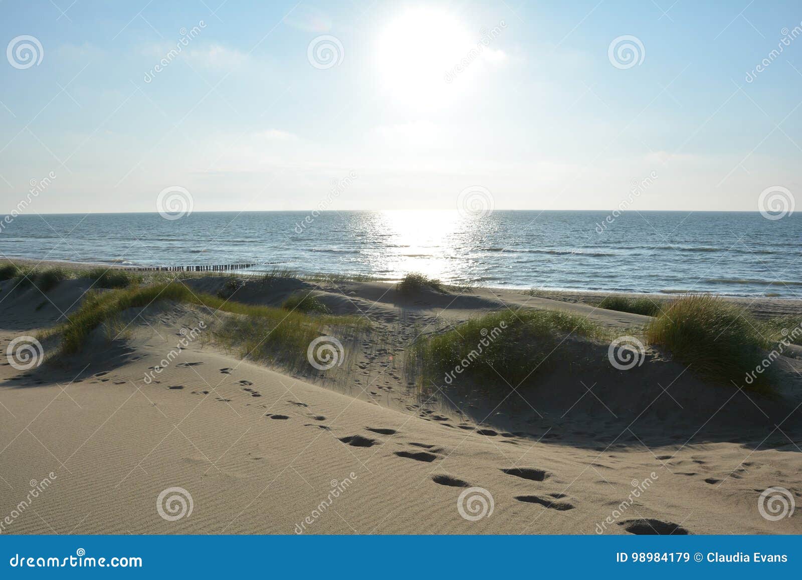 Sand Dunes With Beach Grass At The North Sea With Sun In The Evening