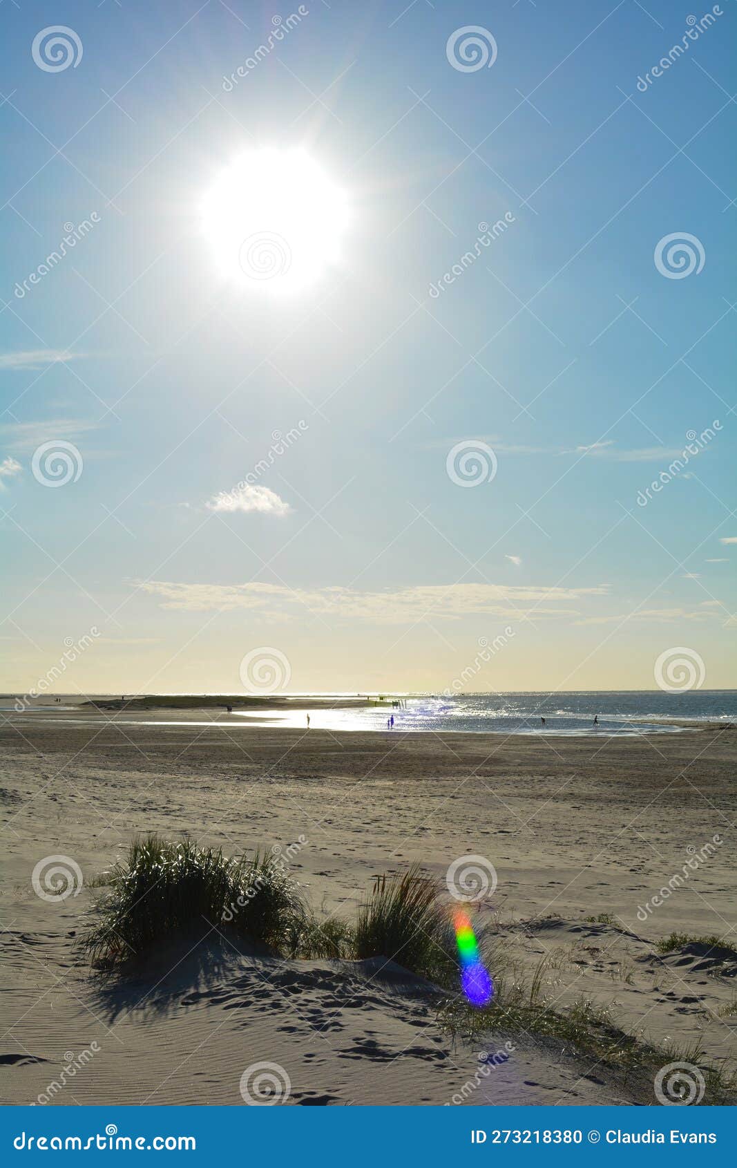 Sand Dunes With Beach Grass At The North Sea With Sun In The Evening