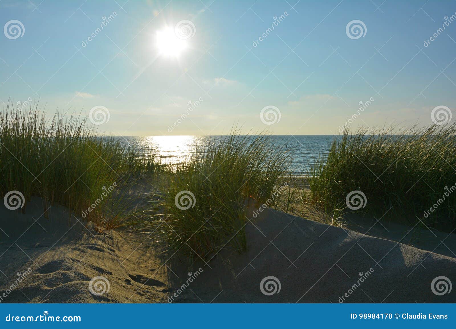 Sand Dunes With Beach Grass At The North Sea With Sun In The Evening