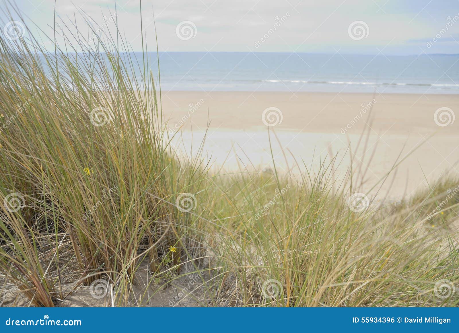 Sand dunes at beach stock photo. Image of bollards, footpath - 55934396