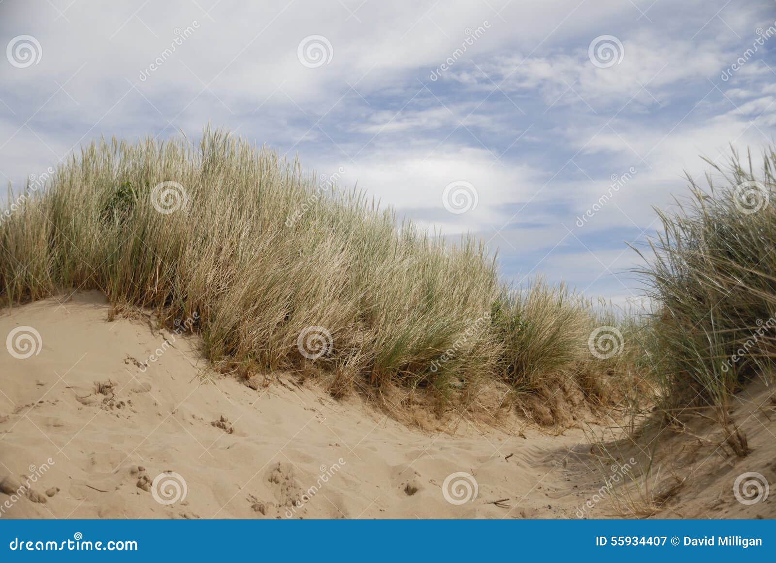 Sand dunes at beach stock image. Image of coastal, erosion - 55934407