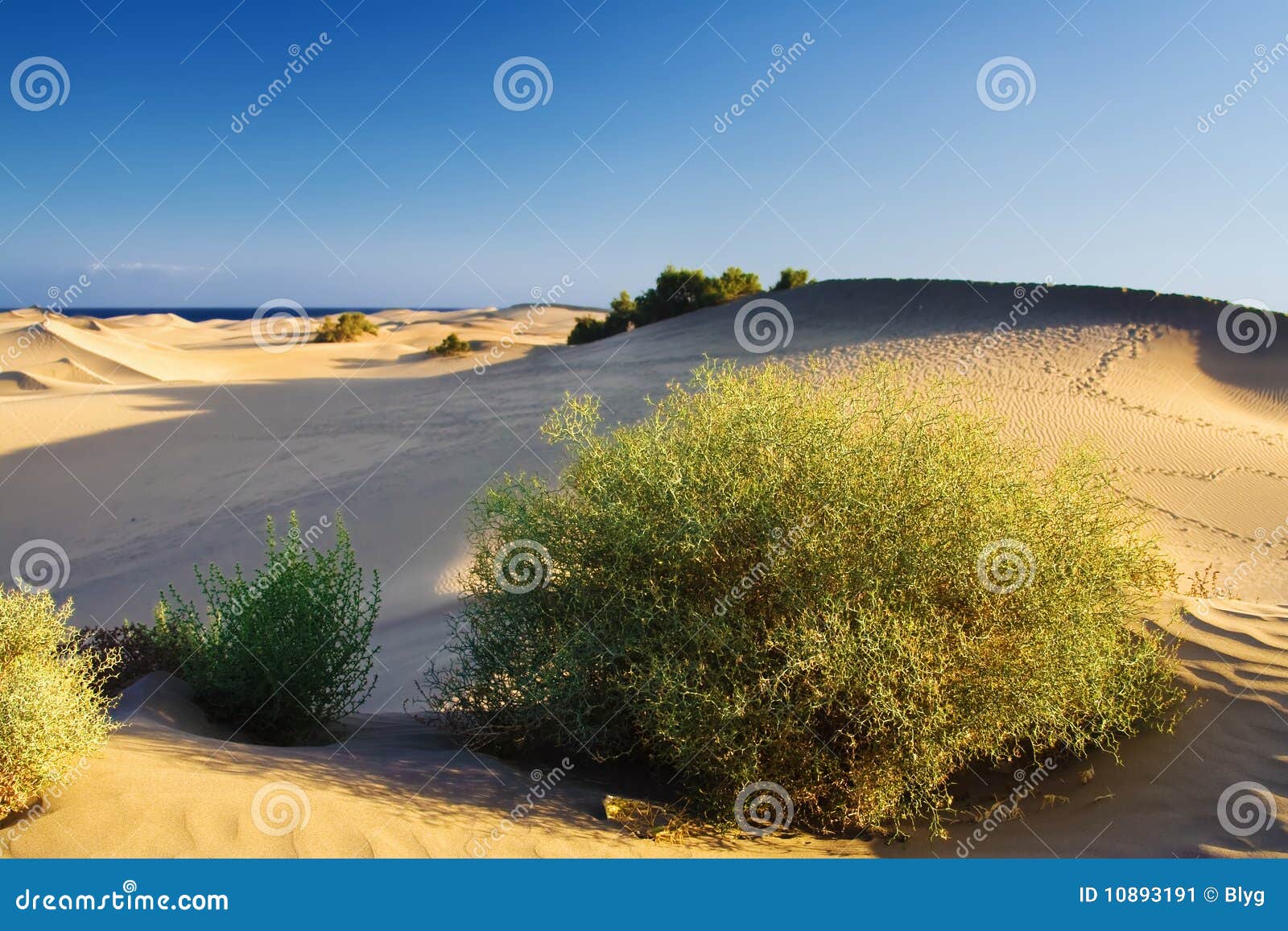 Sand dunes with bush. stock image. Image of terrain, landscape - 10893191