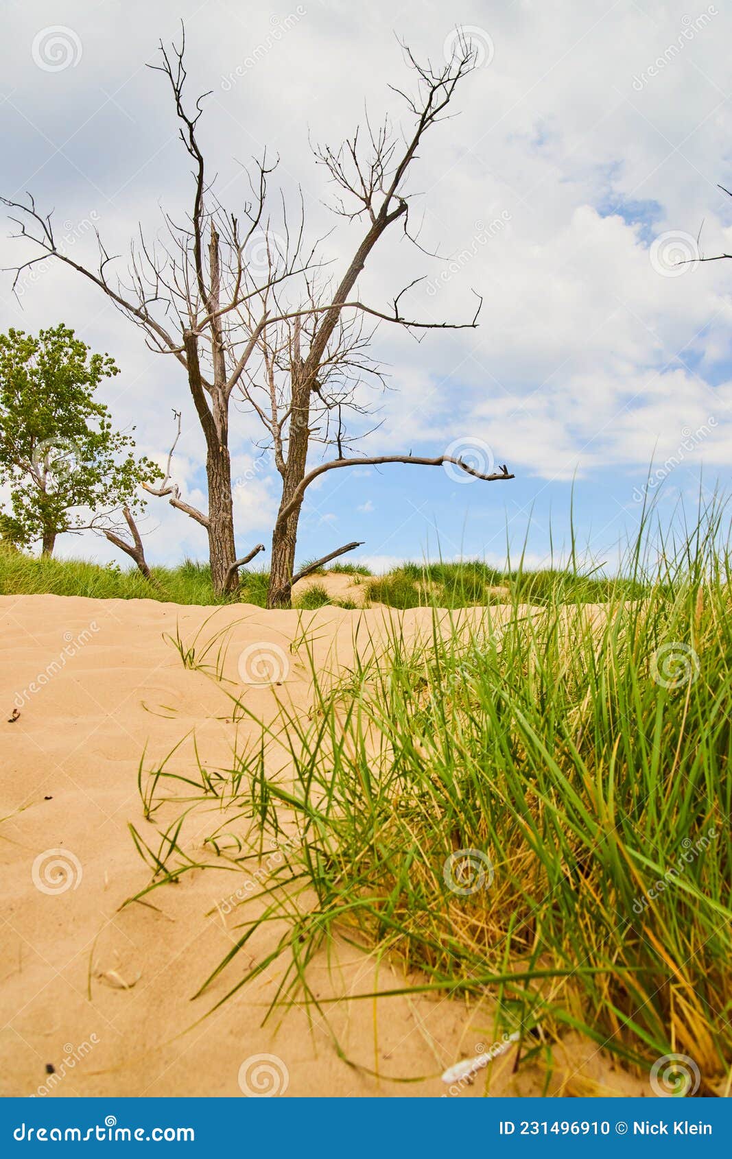 Sand Dunes with Sand and Green Grasses Up Close and Tree Bare in ...