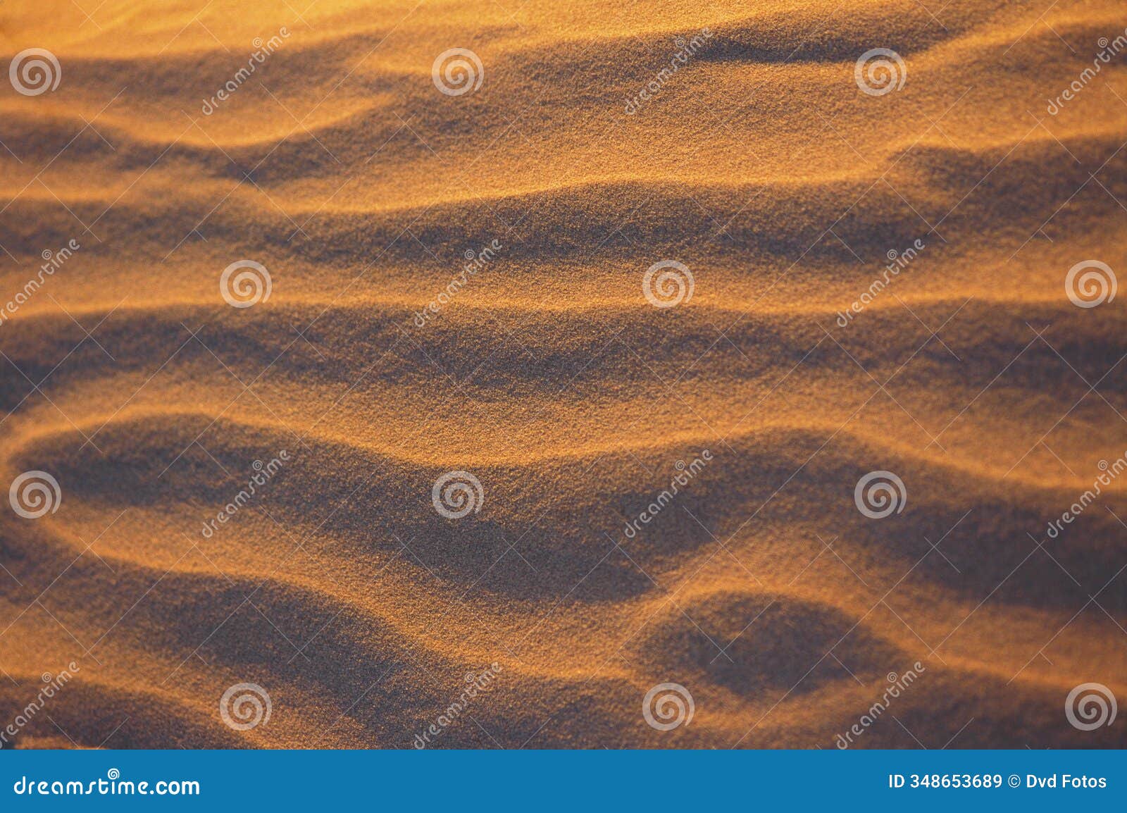 Indian Sand Boa, A Non-venomous Snake Also Known As Eryx Johnii ...
