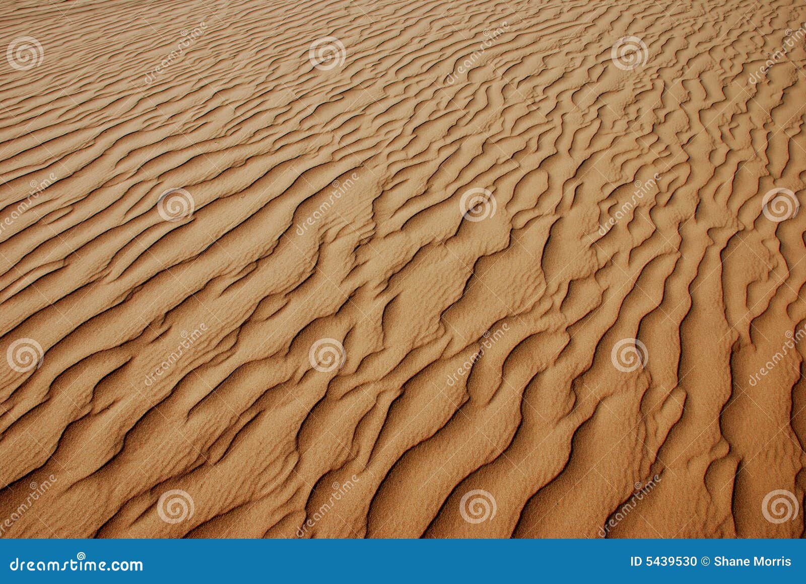 Sand Dunes with Ripples stock photo. Image of lonely, ripples - 5439530