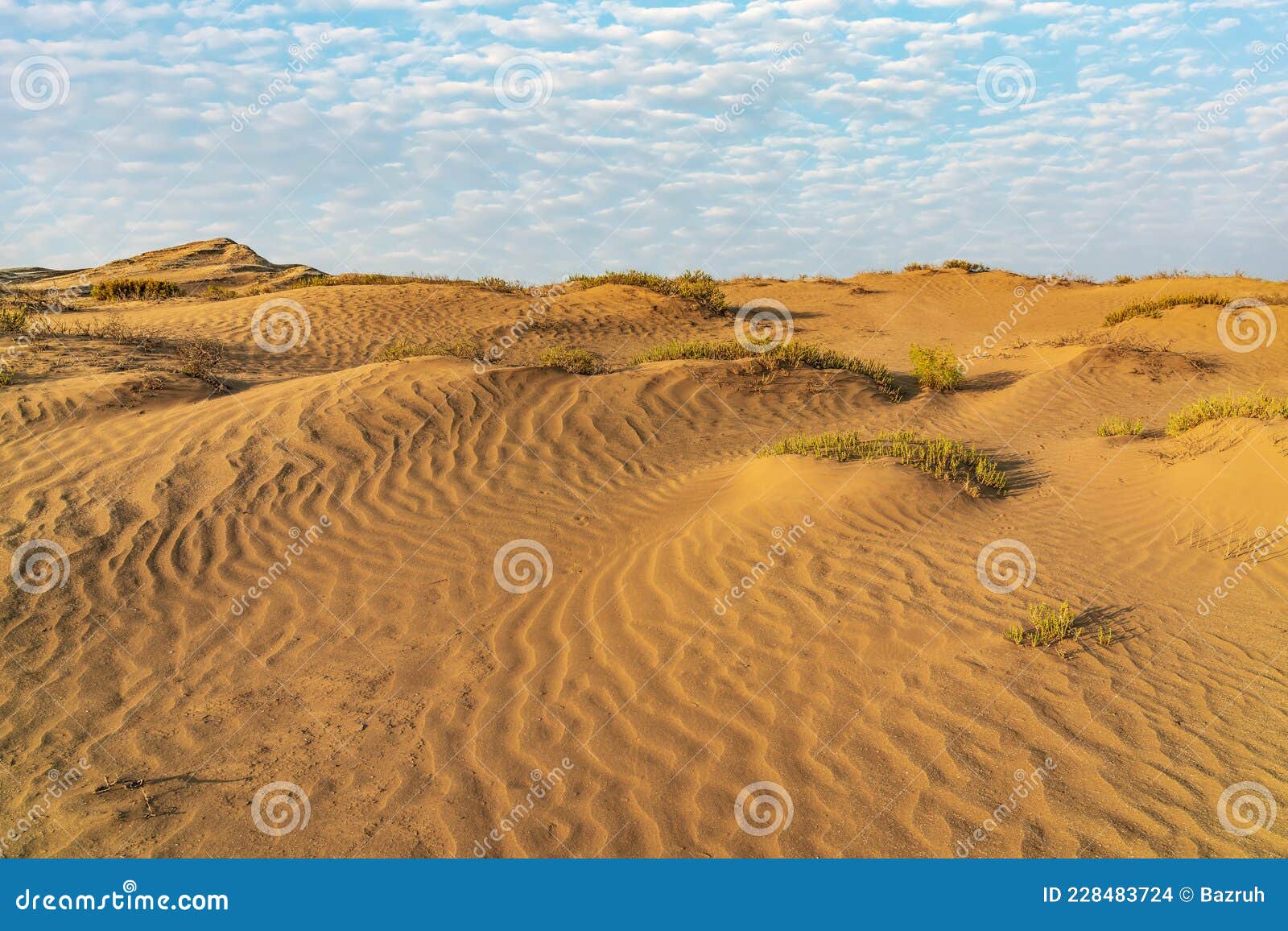 Sand Dunes and Sparse Vegetation in the Desert Stock Photo - Image of ...