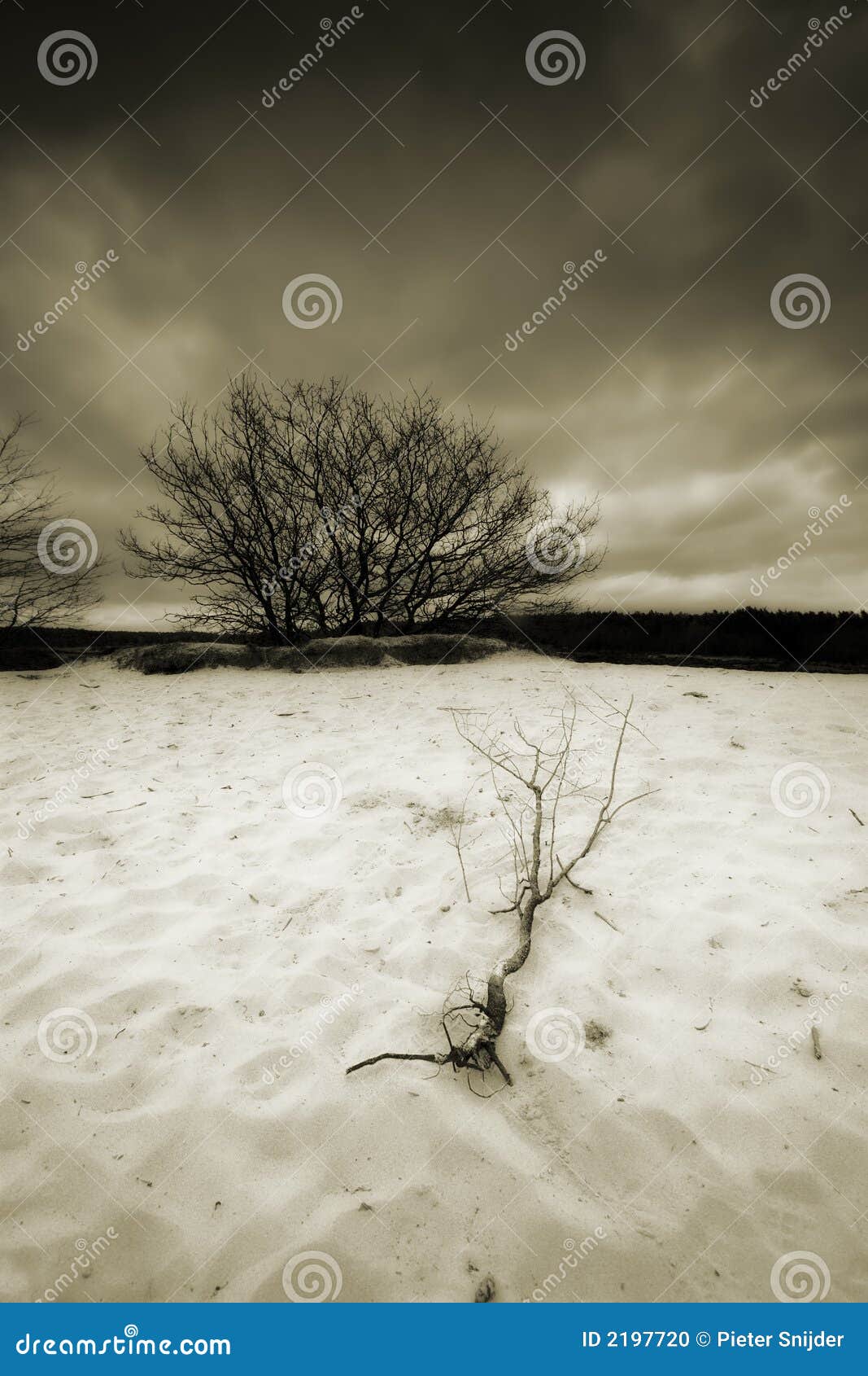 Sand dunes with tree stock photo. Image of vertical, branch - 2197720