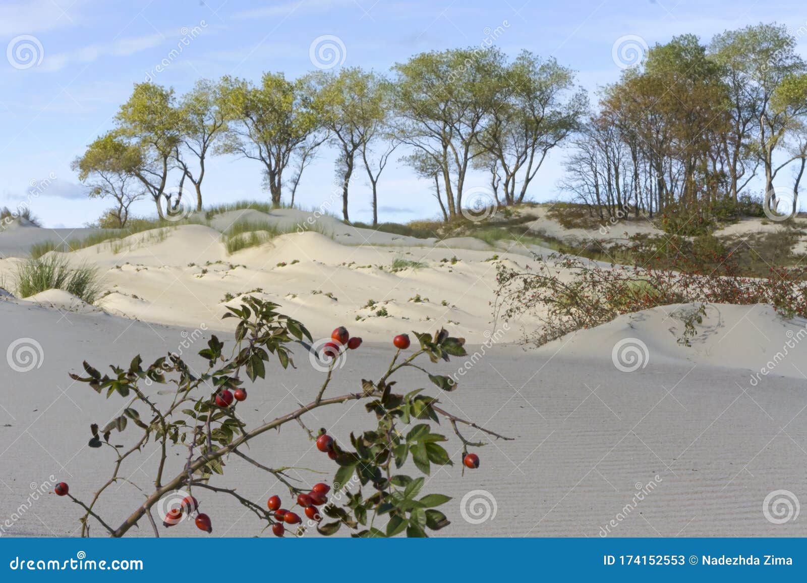 Sand Dunes and Wild Rose, Wild Rose Bush on the Sand Stock Image ...