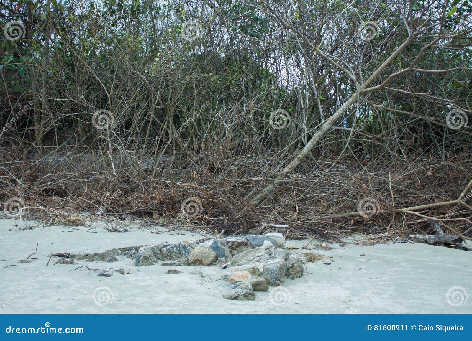 Sand and dust stock image. Image of rock, tree, dust - 81600911