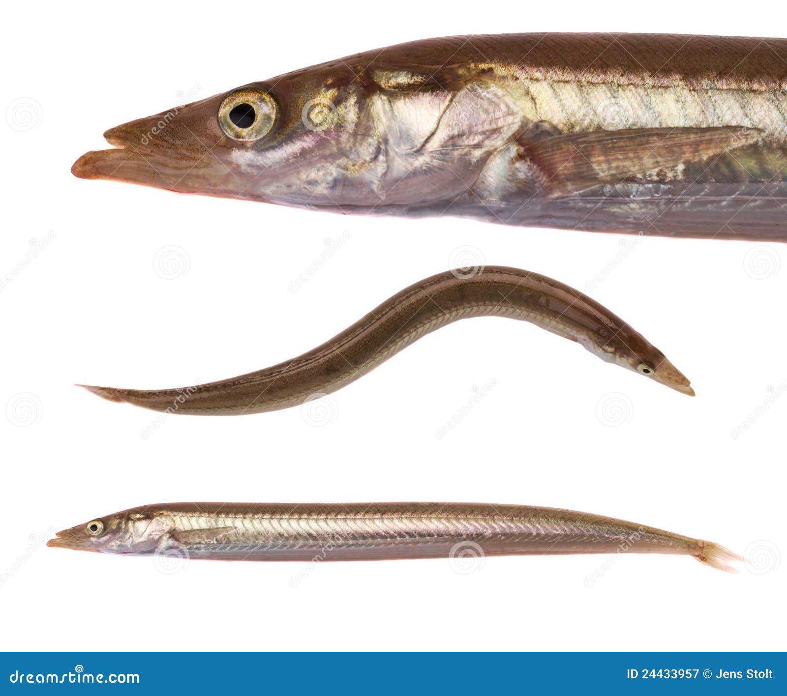 Sand eels stock image. Image of gill, isolated, head - 24433957