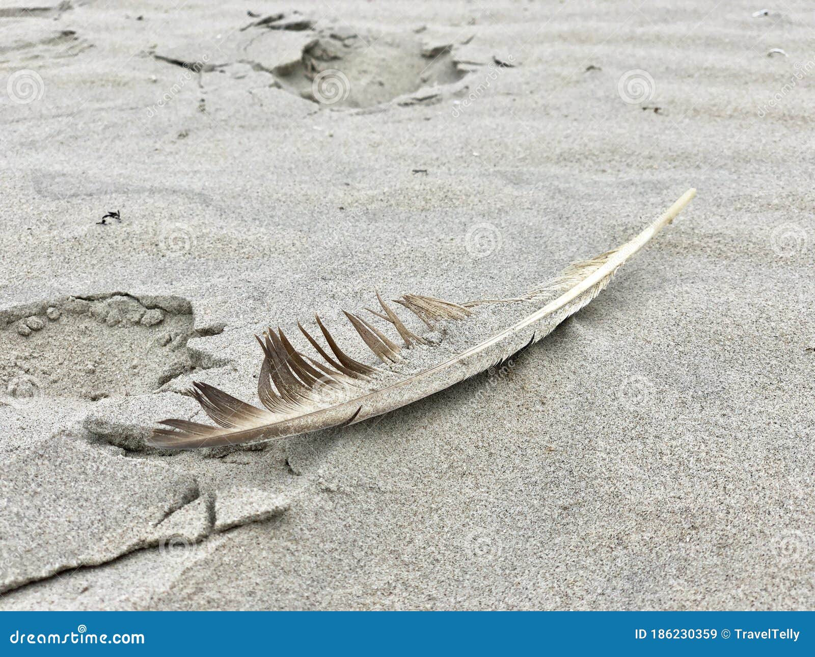 Sand on a Feather at a Beach Stock Image - Image of closeup, europe ...