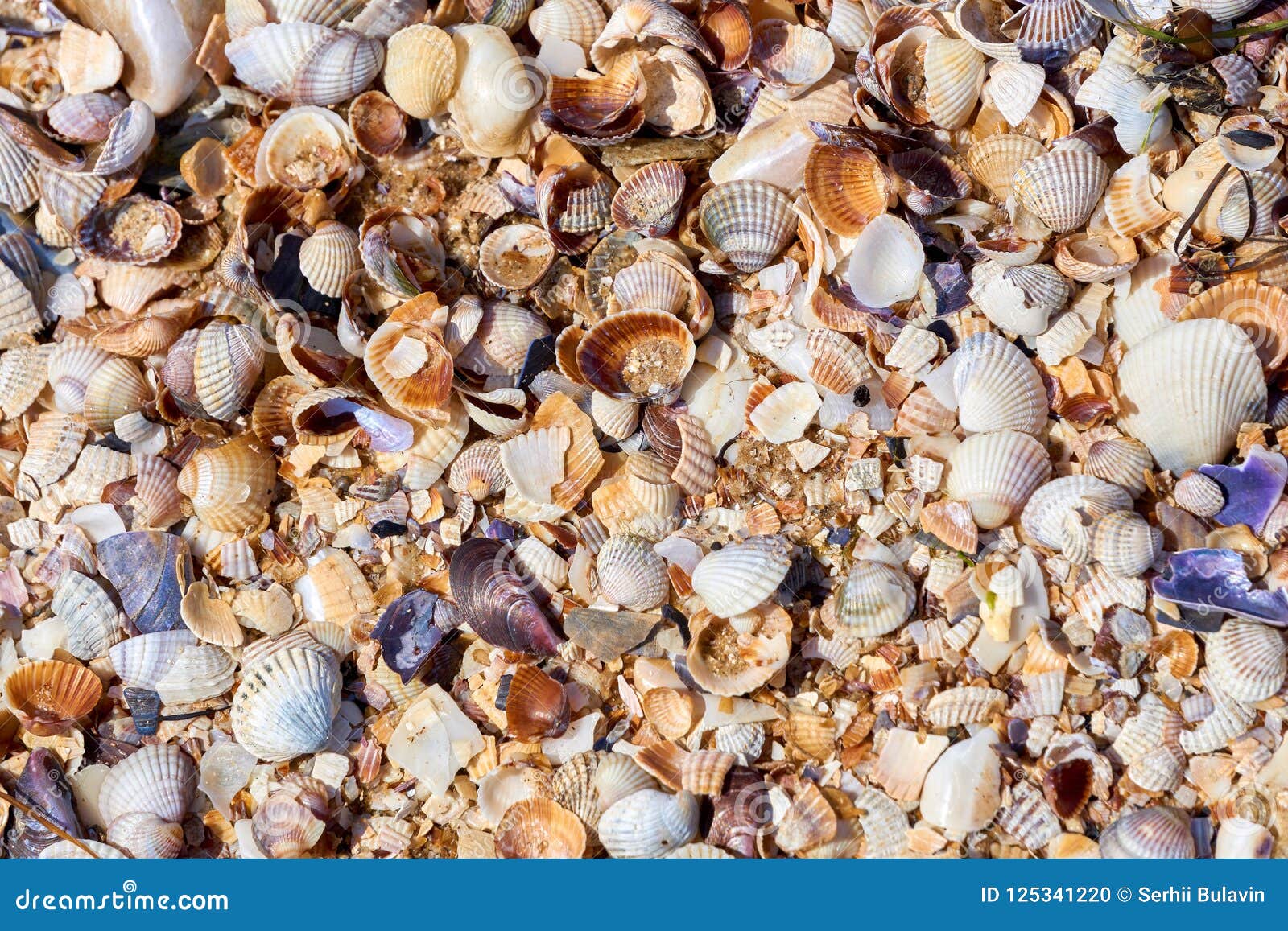 Sand, Fine Stones and Many Different Particles of Crushed Shells Stock ...