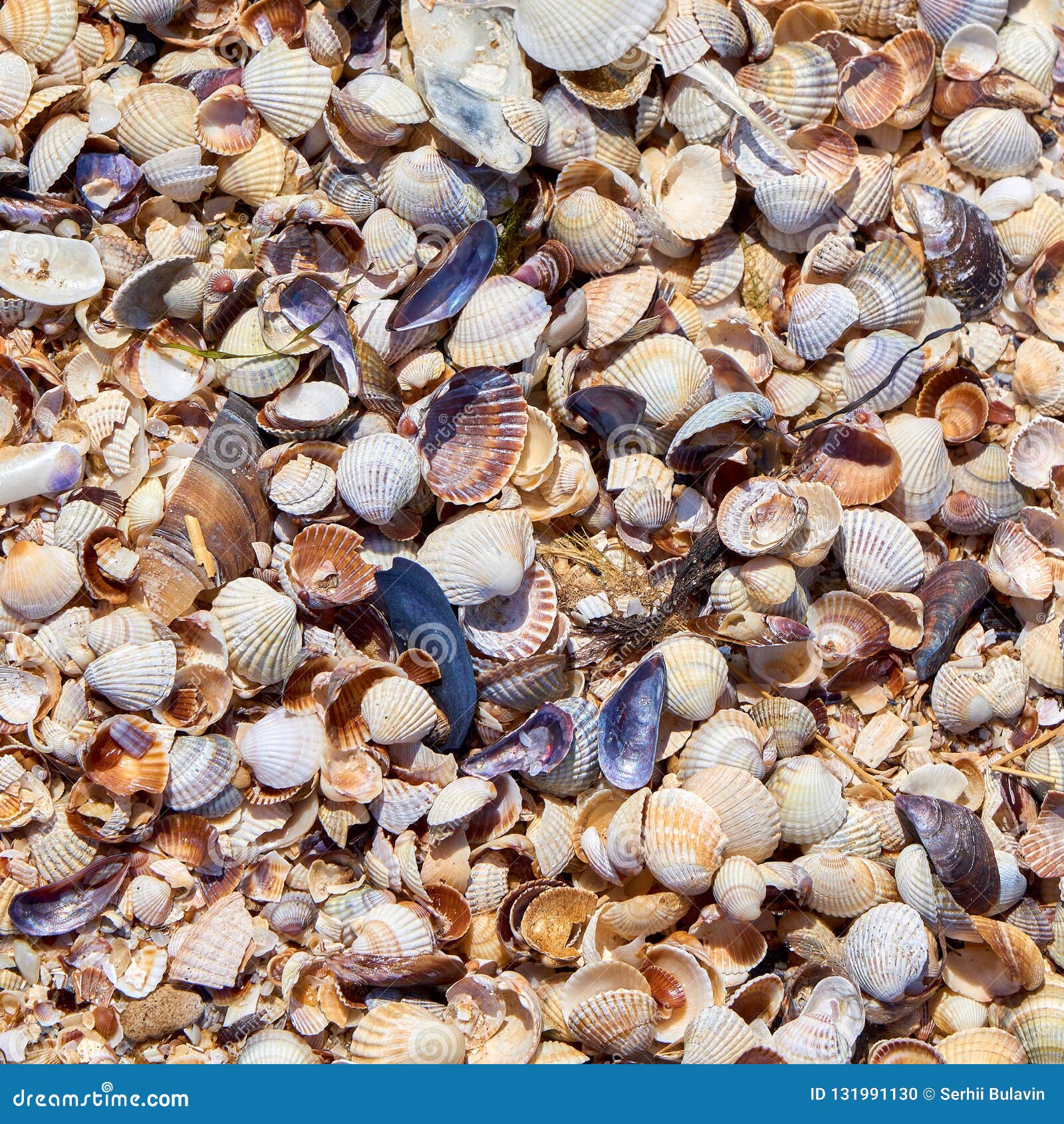 Sand, Fine Stones and Many Different Particles of Crushed Shells Stock ...