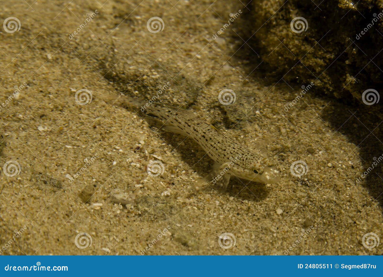 Sand fish stock image. Image of finger, nature, brown - 24805511