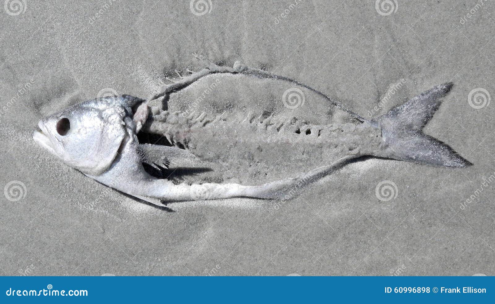 Sand fish stock photo. Image of dead, fish, sand, nature - 60996898