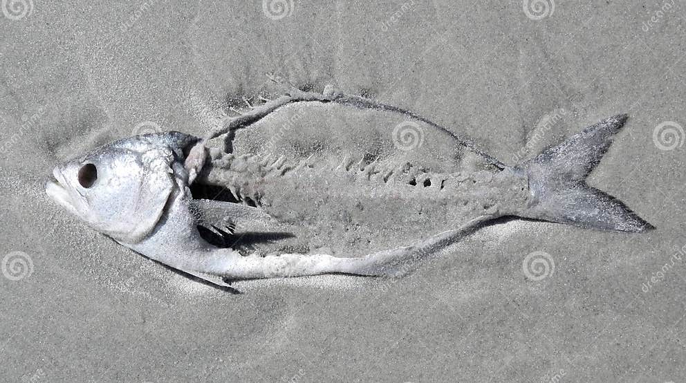 Sand fish stock photo. Image of dead, fish, sand, nature - 60996898
